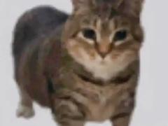 Random Shiz with a Rat 2 - ibisPaint