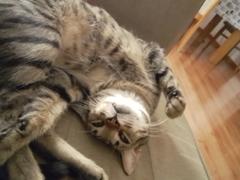 Un comic random :b - ibisPaint