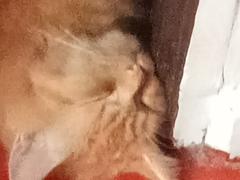 A Filipino's dum comik :3 I flew 10 Times| I'm going to explode - ibisPaint