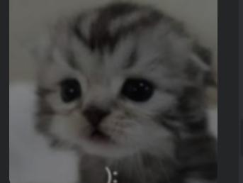 A Goofy Sentient Object Show! Object 105 AAA (nae - ibisPaint