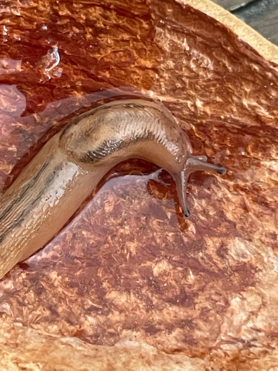 ⭐️Hellhole⭐️ Committed 55 Crimes I FOUND A SLUG - ibisPaint