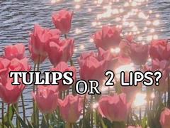 Tulips OR 2 lips? Episode 1 INTRODUCTION FOR VIEWERS