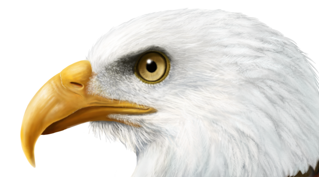 ワシ(eagle) - ibisPaint