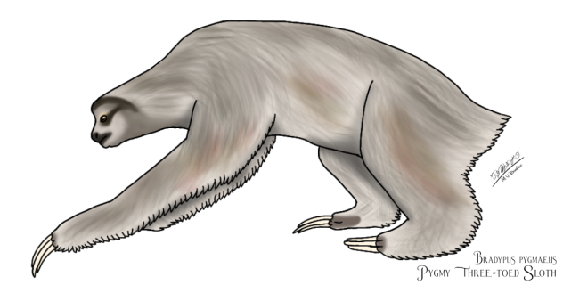 Pygmy three-toed sloth - ibisPaint