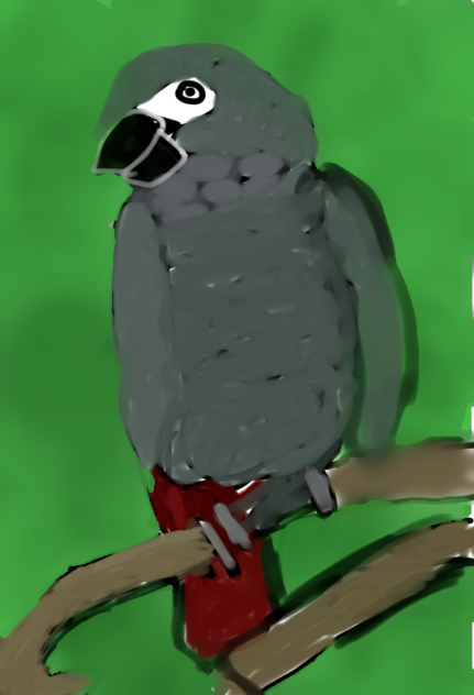African grey - ibisPaint