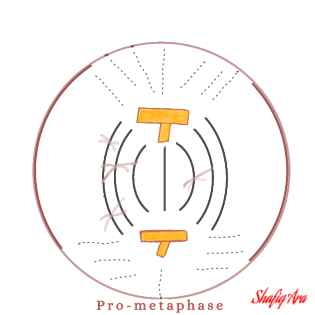PRO-METAPHASE - ibisPaint