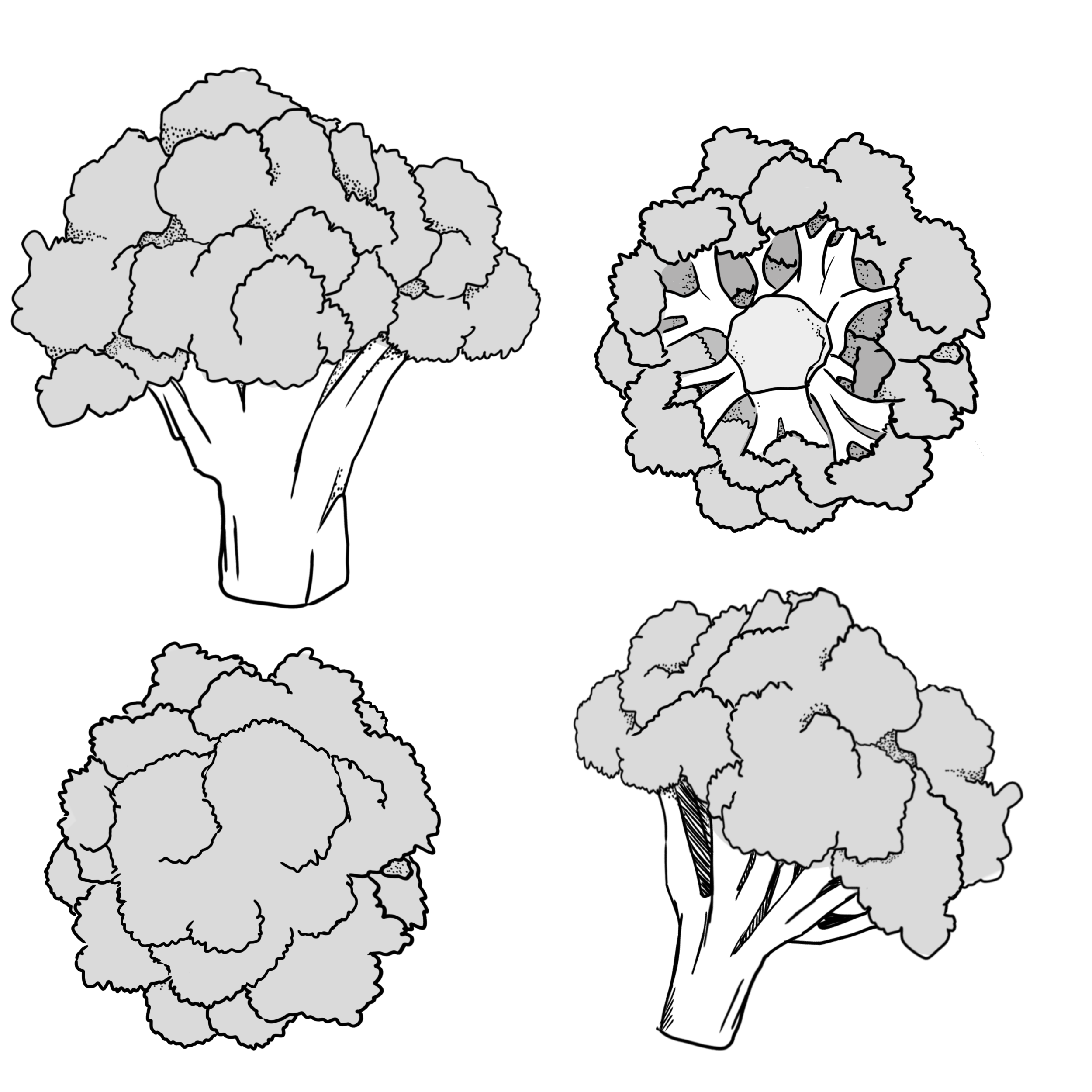 broccoli. - ibisPaint