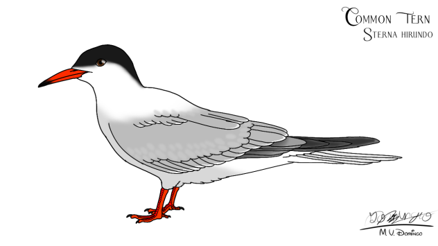 Common Tern - ibisPaint