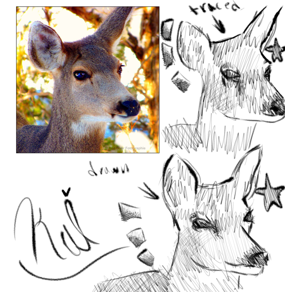 deer practice - ibisPaint