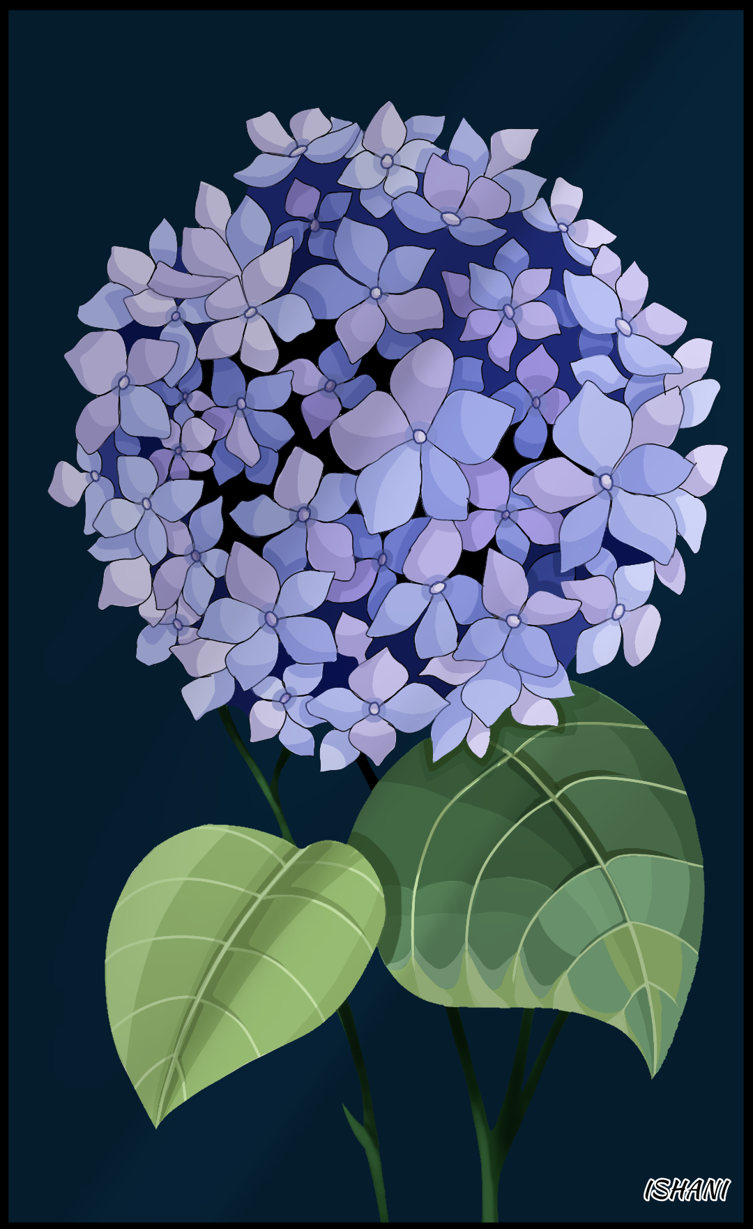 Hydrangea - ibisPaint