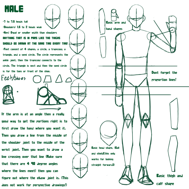 Adult male anatomy - ibisPaint