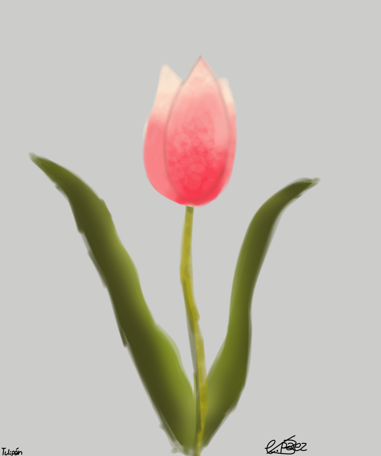 Tulip - ibisPaint