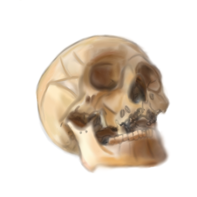 Skull - ibisPaint