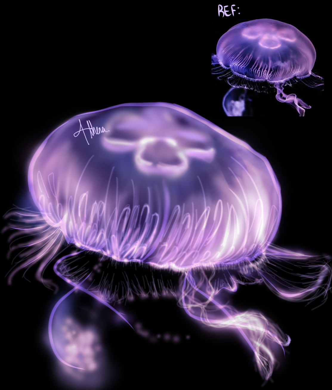 MOON JELLYFISH!!! - ibisPaint