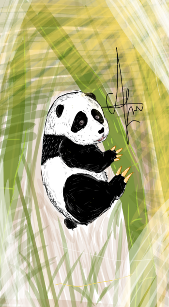 cute panda - ibisPaint