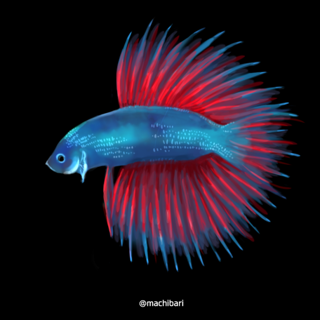 Betta-1 - ibisPaint