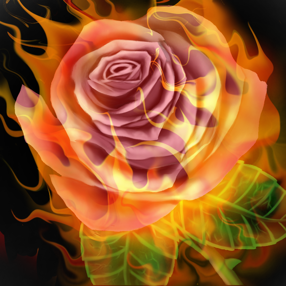 flaming rose - ibisPaint