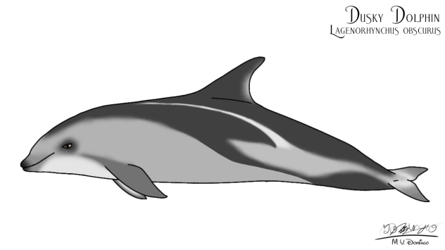 Dusky Dolphin - ibisPaint