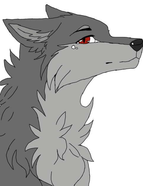 grey wolf - ibisPaint