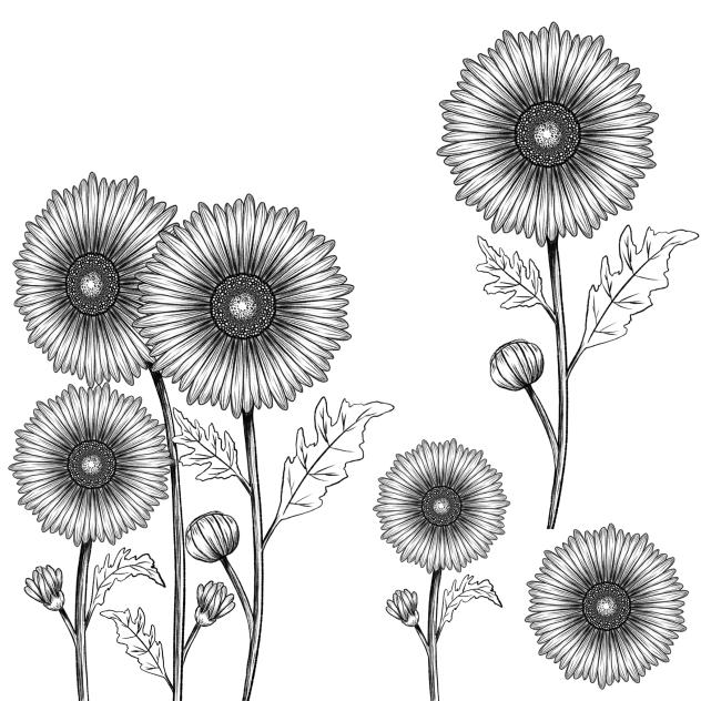 Daisy Flowers stamps - ibisPaint