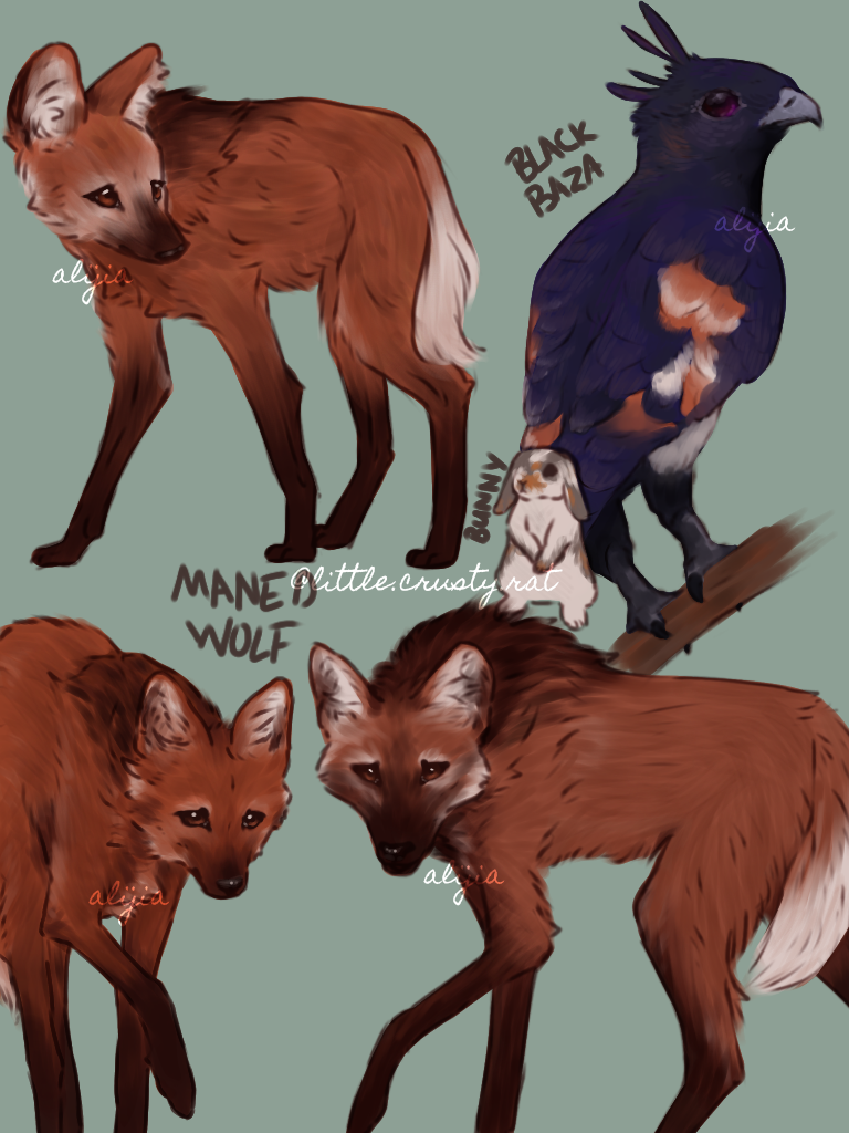 maned wolf and bird - ibisPaint
