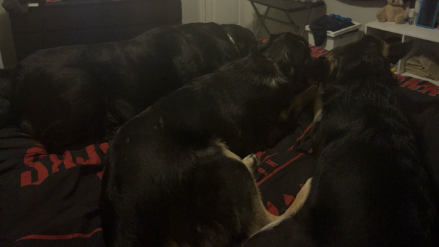 I hab army of doggos - ibisPaint