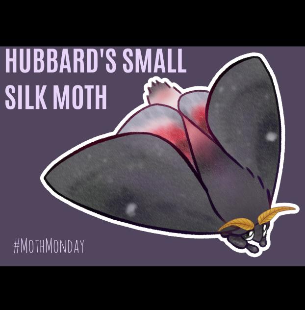 Moth Monday #22 - ibisPaint