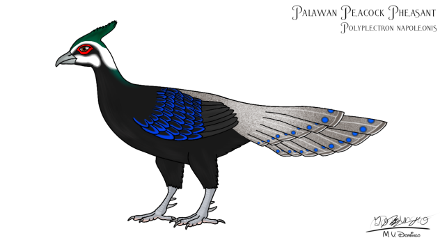 Palawan Peacock Pheasant m - ibisPaint