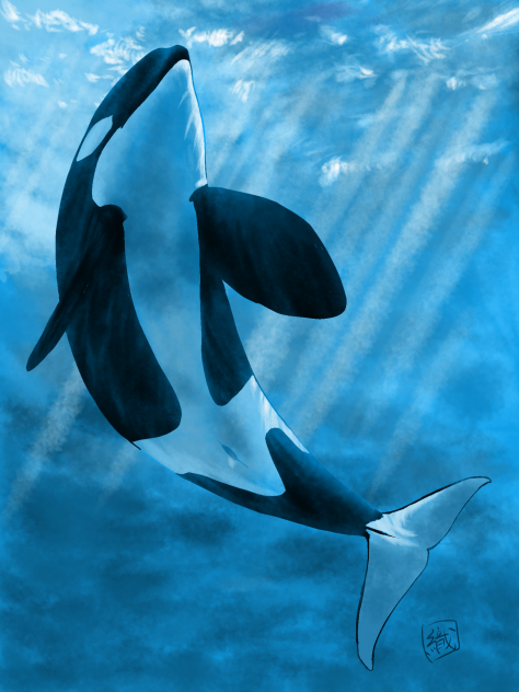 Orca - ibisPaint