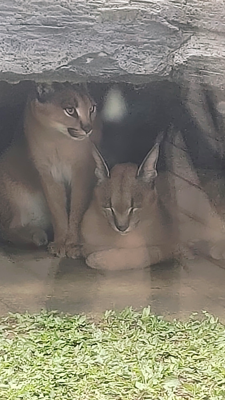 i saw floppa at the zoo - ibisPaint