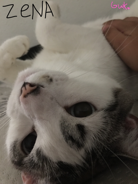 My Cat Zena! - ibisPaint