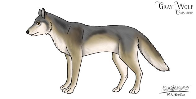 Gray Wolf revamp - ibisPaint