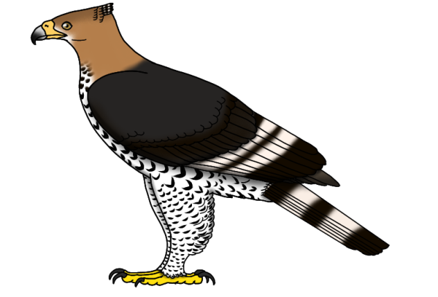 Crowned Eagle render - ibisPaint