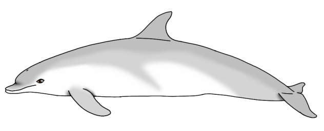 Burrunan Dolphin (2023)2 - ibisPaint