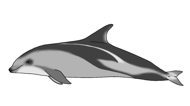 Dusky Dolphin2 - ibisPaint