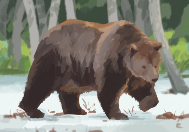 not bear - ibisPaint