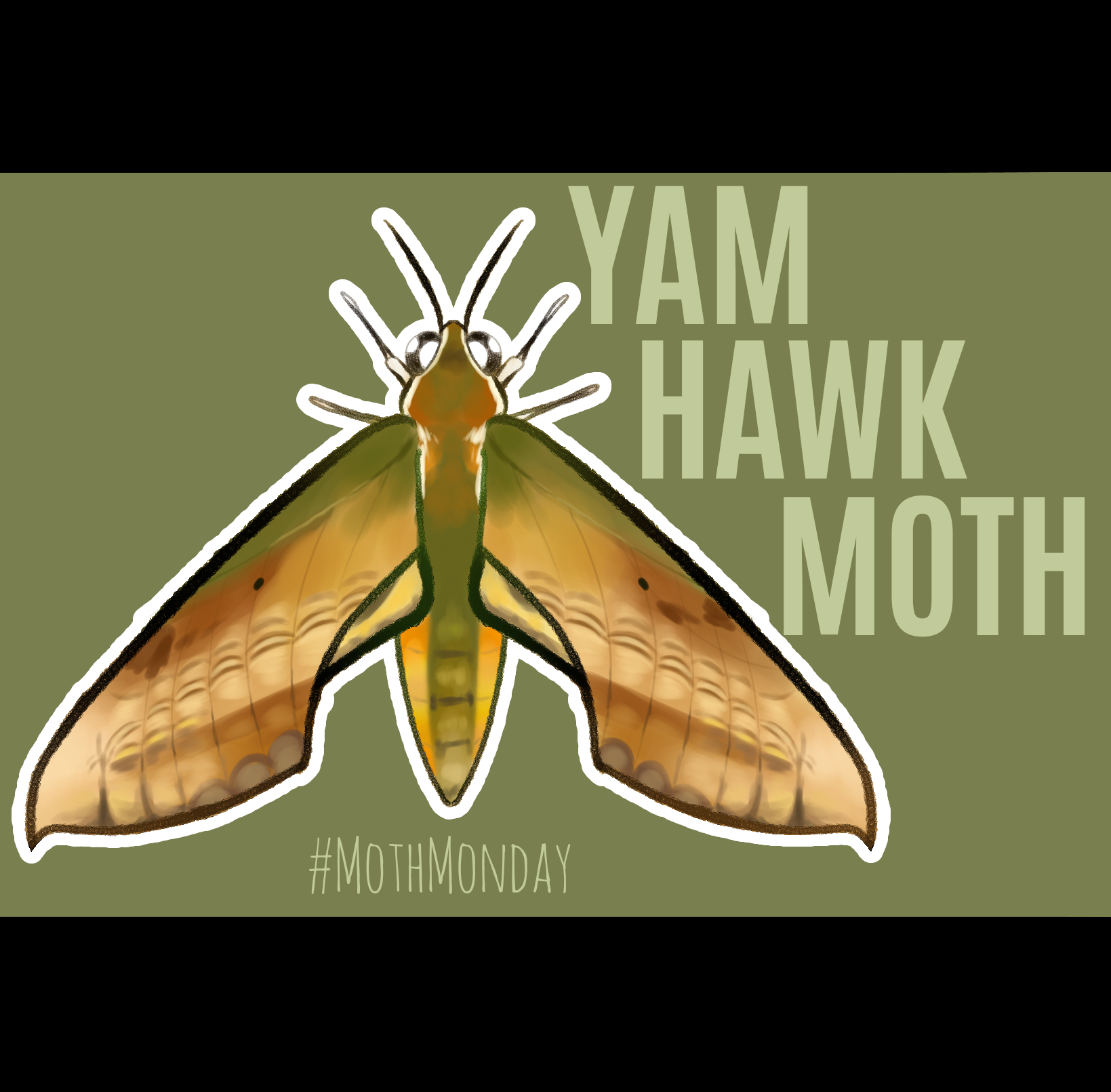Moth Monday #7 - ibisPaint