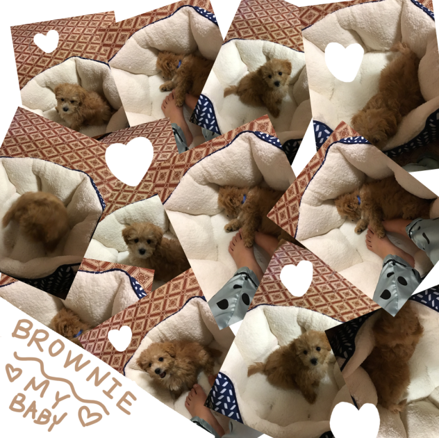 He’s growing up so fast!🐶🔜🐕 - ibisPaint