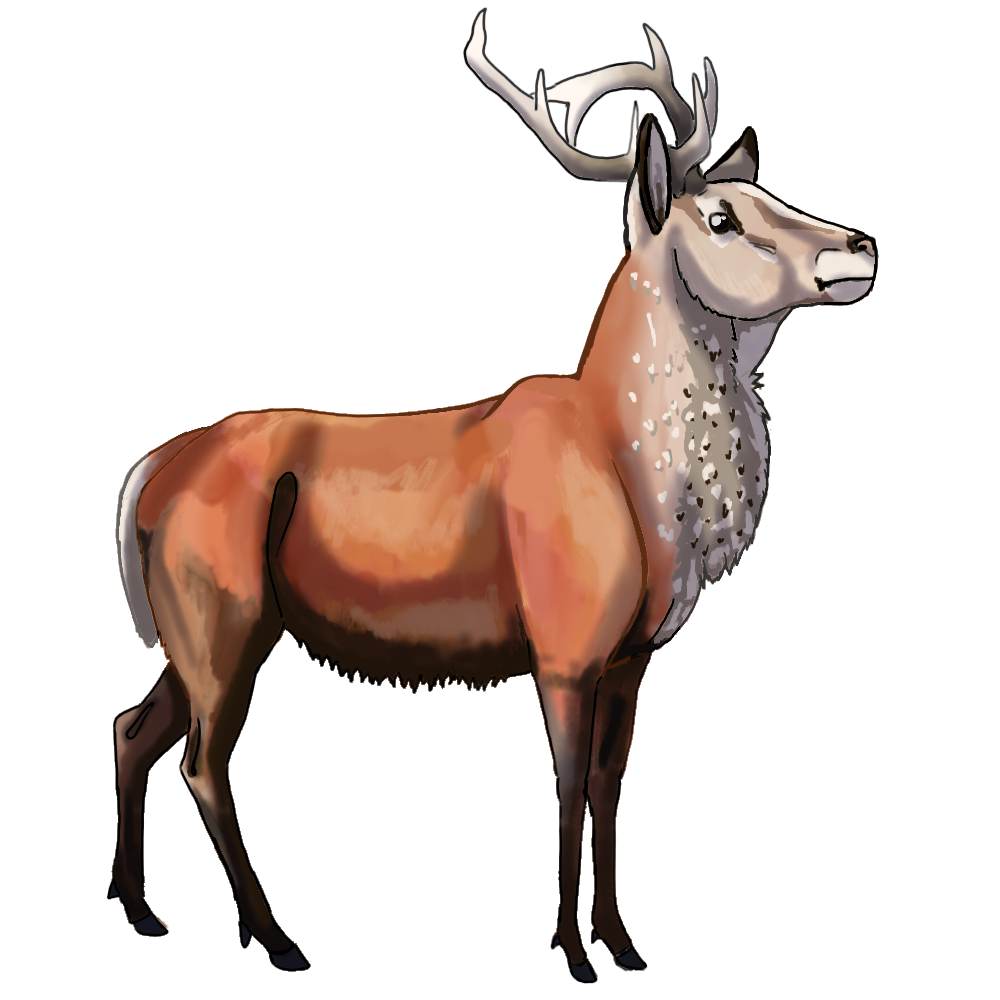Red Deer Stag - ibisPaint