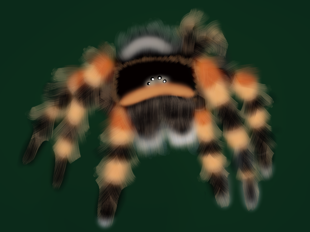 Mexican Red Knee Tarantula - ibisPaint