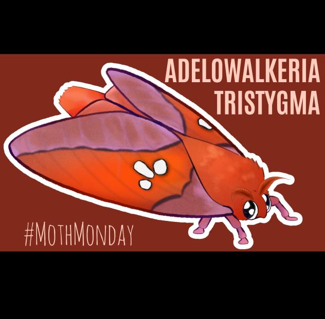 Moth Monday #10 - ibisPaint