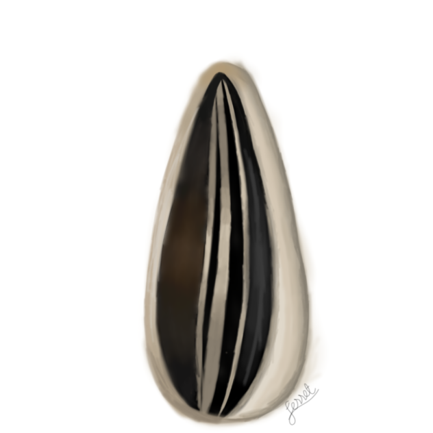 Sunflower seed - ibisPaint