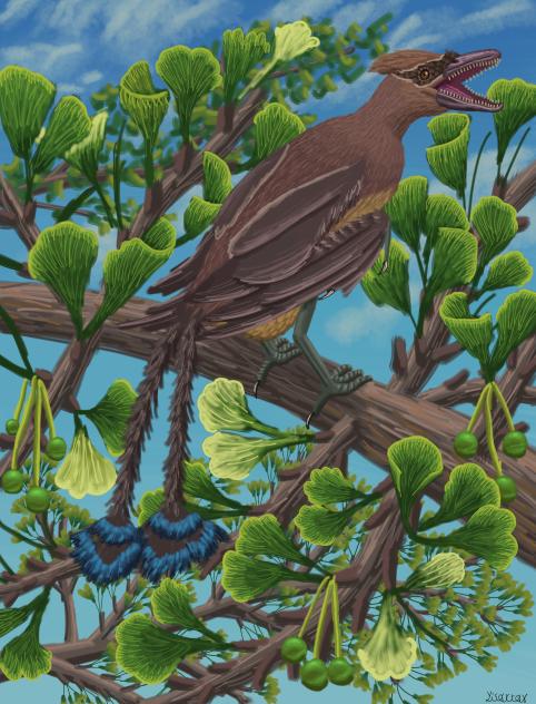 Cathayornis yandica on a Ginkgo branch - ibisPaint