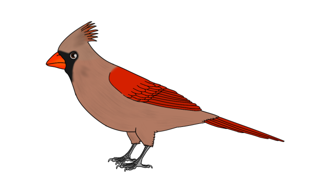 Northern Cardinal female - ibisPaint