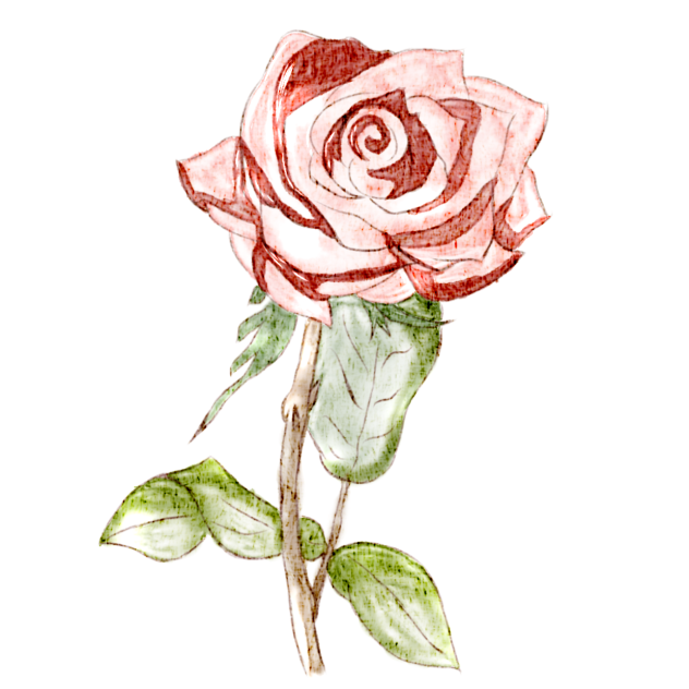 Rose - ibisPaint