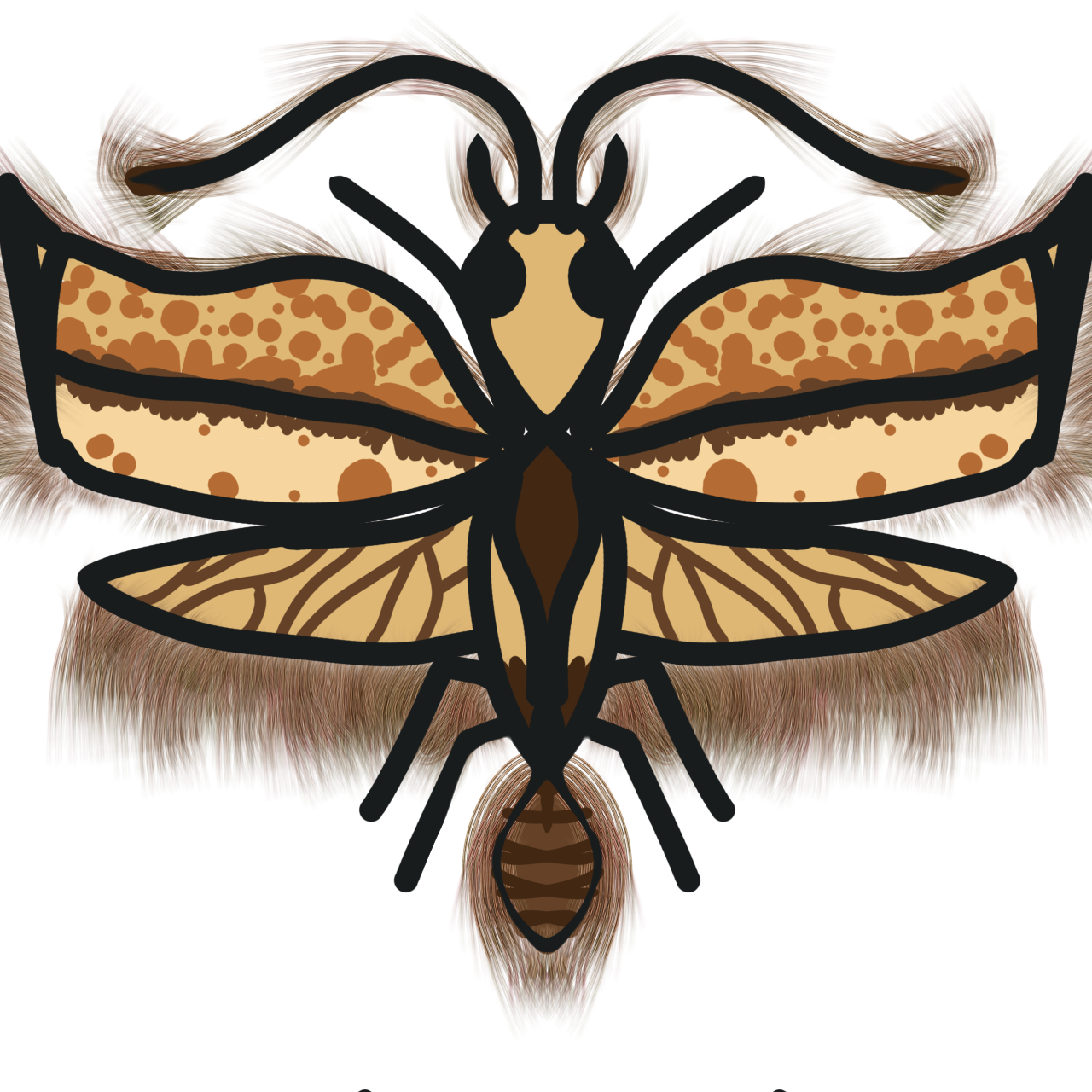 Diamondback moth - ibisPaint