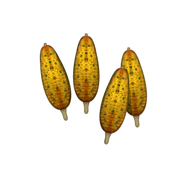 Corn 🌽 - ibisPaint