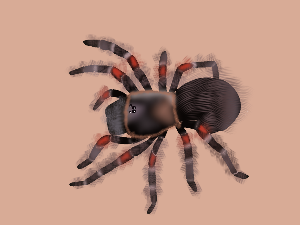 Mexican flame knee tarantula - ibisPaint