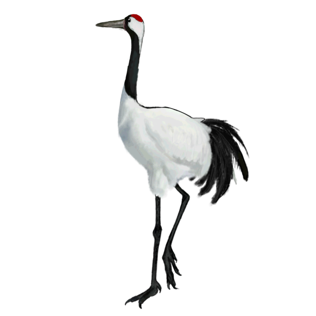 red crowned crane - ibisPaint