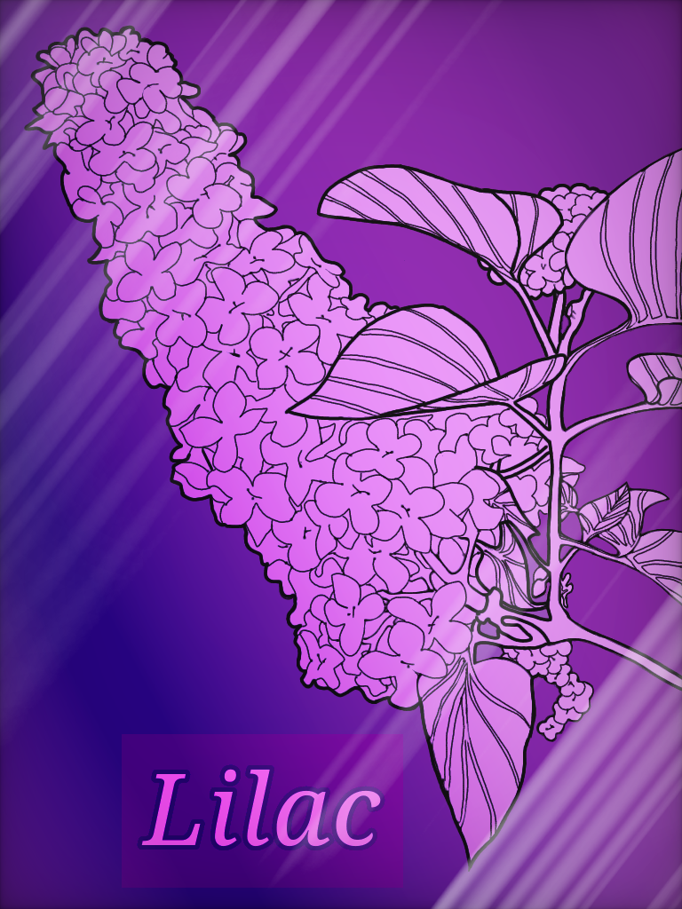 Lilac - ibisPaint